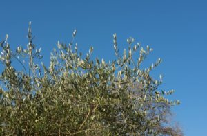 How To Plant And Grow An Olive Tree, In Collaboration With Paul And ...