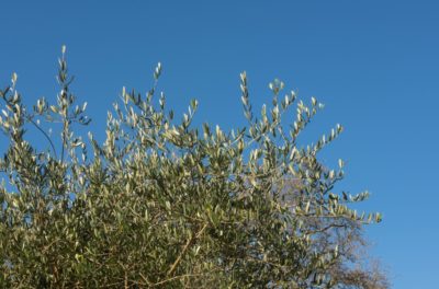How To Plant And Grow An Olive Tree, In Collaboration With Paul And ...