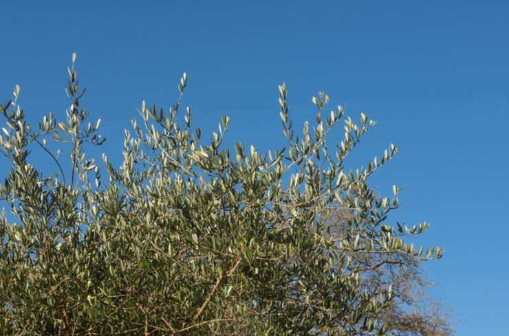 How To Plant And Grow An Olive Tree, In Collaboration With Paul And ...