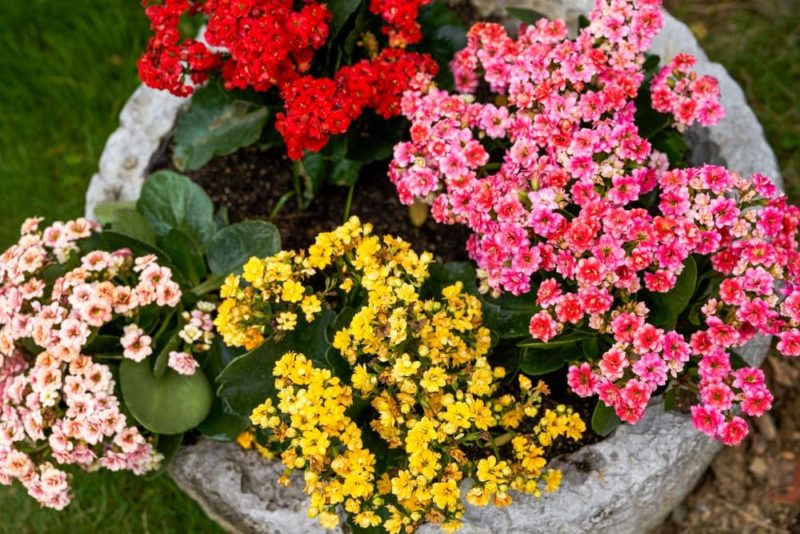How To Grow & Care For Kalanchoe Plants | Horticulture.co.uk