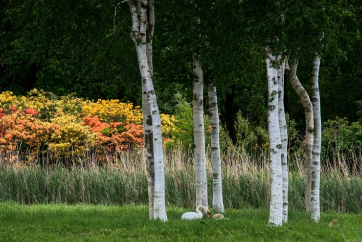 Birch Tree Care & Growing Tips | Horticulture.co.uk