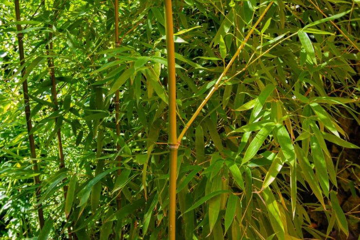 12 Bamboo Varieties To Grow In The UK | Horticulture