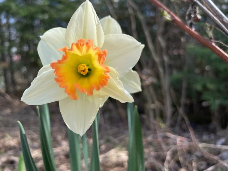 10 Daffodil Varieties That Look Amazing | Horticulture.co.uk