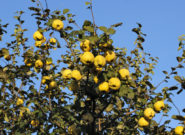 How To Grow A Quince Fruit Tree | Horticulture Magazine