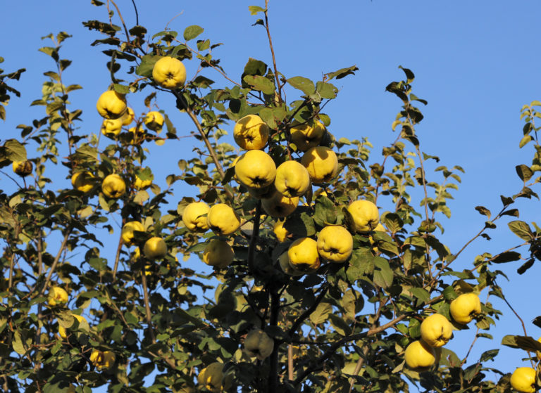 How To Grow A Quince Fruit Tree | Horticulture Magazine