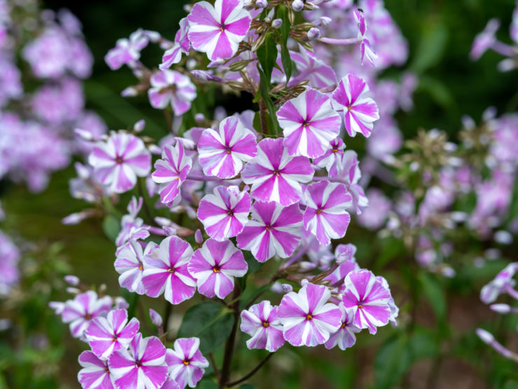 20 Phlox Varieties With Dainty Flowers: Each Of These Is An RHS AGM ...