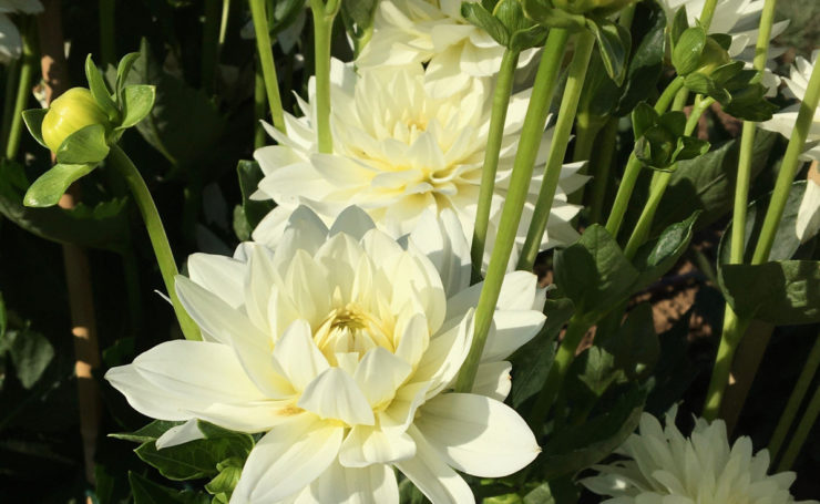 11 Pure White Dahlia Types Featuring Florist Georgie Newbery ...
