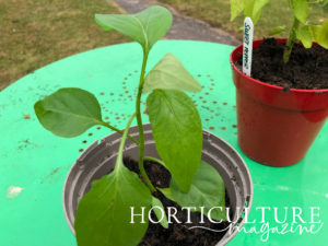 How To Grow Chillies In Containers | Horticulture.co.uk