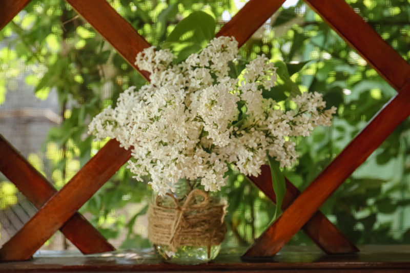 How To Grow Lilac In Containers | Horticulture.co.uk