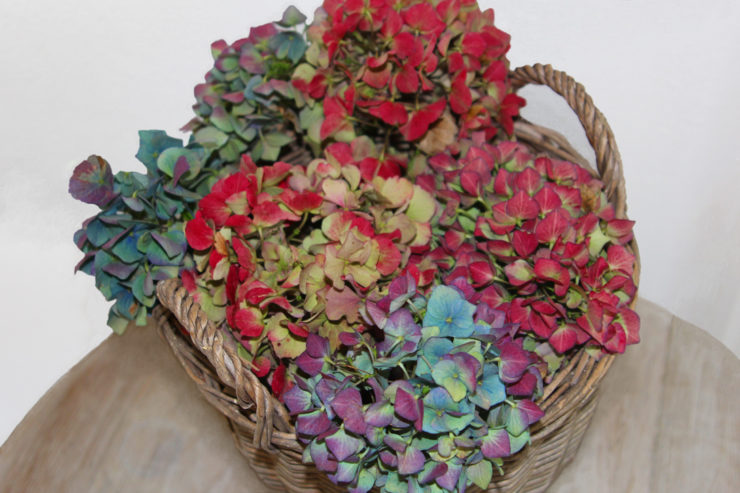How To Dry Hydrangea Flowers | Horticulture.co.uk