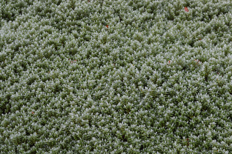 25 Hebe Varieties To Grow In Your Garden | Horticulture.co.uk