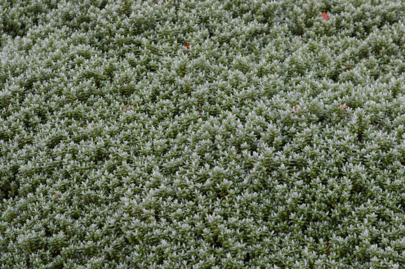 25 Hebe Varieties To Grow In Your Garden | Horticulture.co.uk