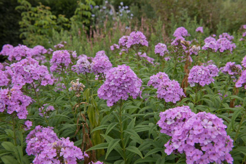 20 Pretty Phlox Varieties To Grow | Horticulture.co.uk