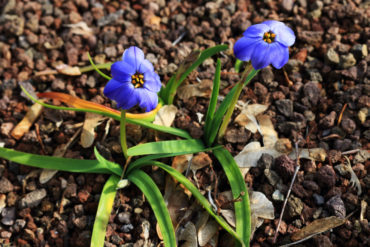 20 Bulbs With Beautiful Blue Flowers | Horticulture.co.uk
