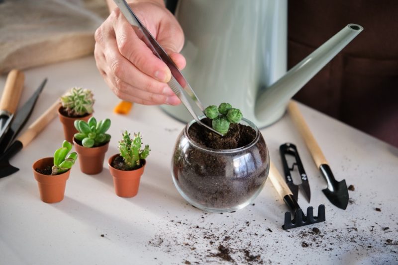 Cactus Mix: Making Potting Soil For Cacti | Horticulture.co.uk