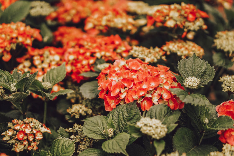 'Light My Fire' - Discover These Award-Winning Hydrangea Varieties ...