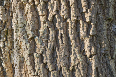 How To Identify & Deal With Ash Dieback | Horticulture.co.uk