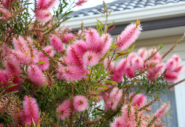 Growing Callistemon: The Frost-Tender Ornamental Trees From Australia ...