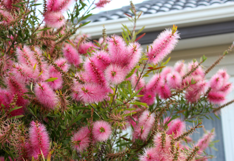 Growing Callistemon: The Frost-Tender Ornamental Trees From Australia ...