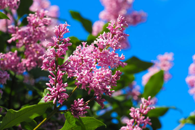 These Are The Lilacs Recommended For Containers By Master ...