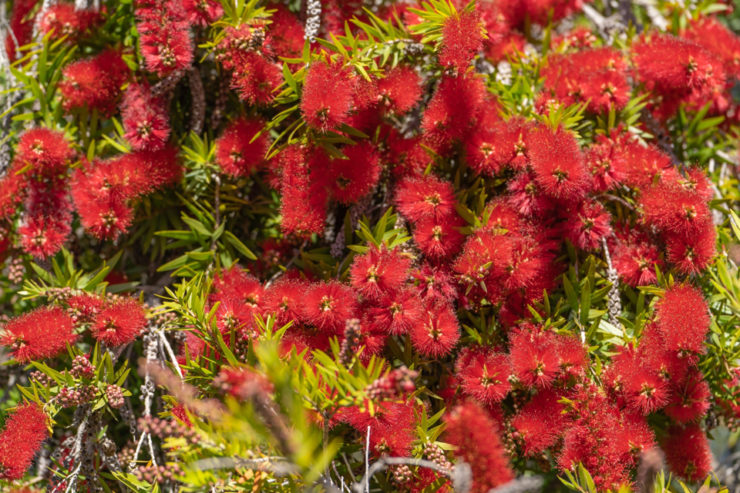 Growing Callistemon: The Frost-Tender Ornamental Trees From Australia ...