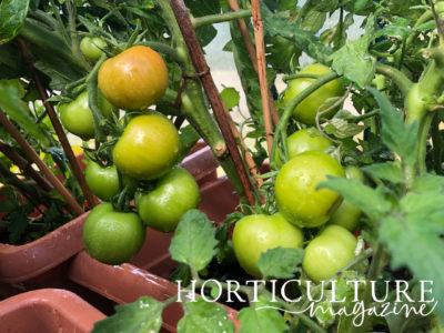 Don't Forget To Feed And Mulch Your Hungry Tomato Plants For A Bumper ...