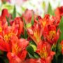 How To Grow Alstroemeria In Pots | Horticulture.co.uk