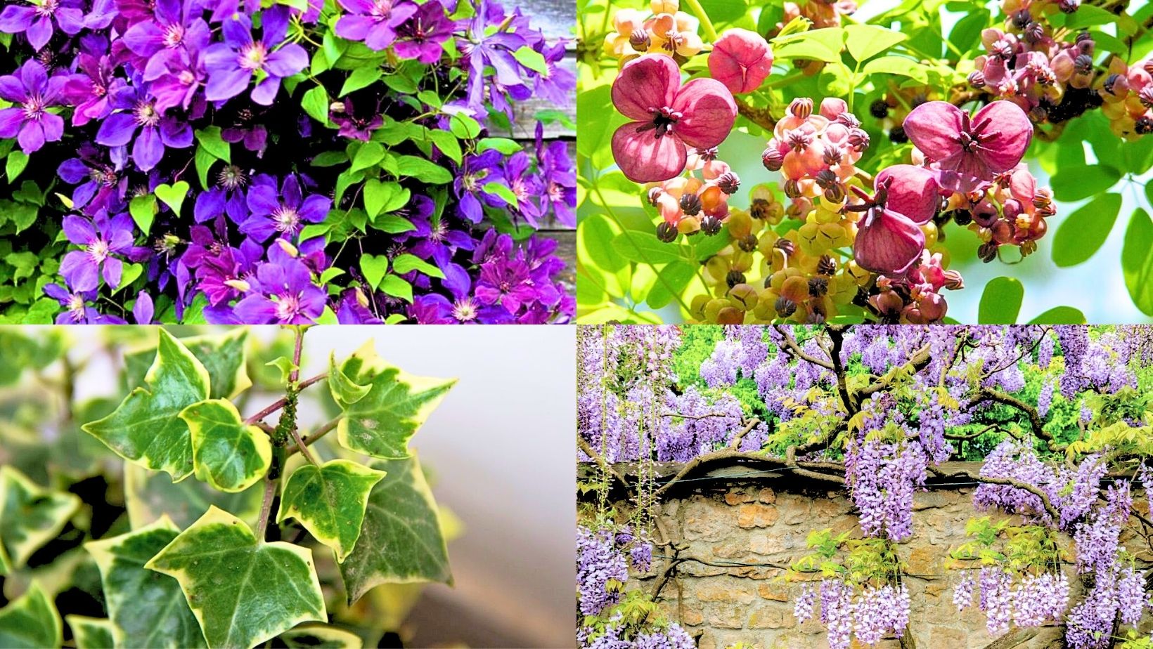 26 Vigorous Climbing Plants And Vines That Are Well Suited To Trellis ...