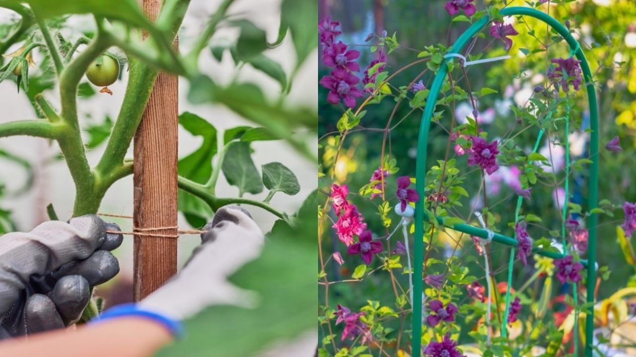 8 Ideas From Horticulturists To Support Climbing Plants As They Grow ...