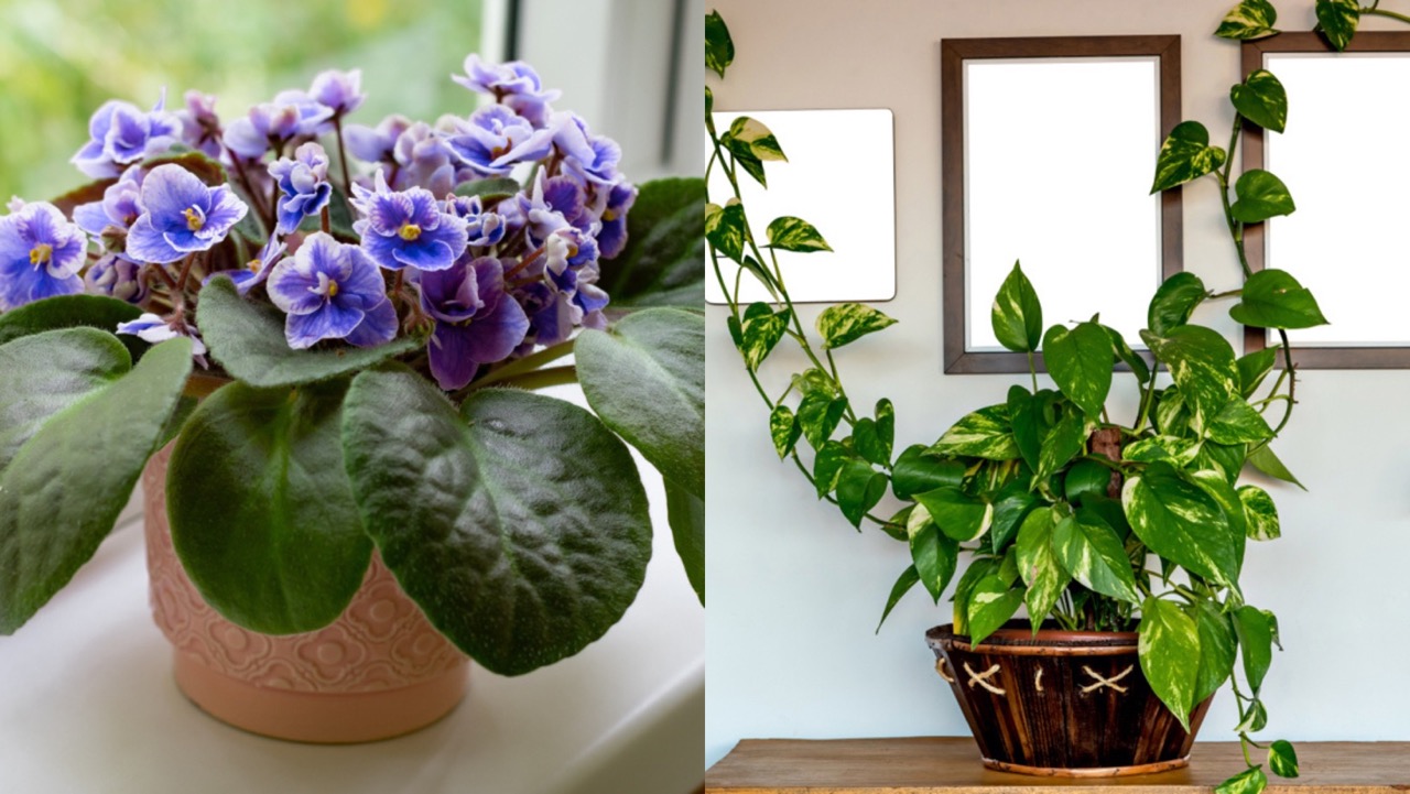 The 40 Most Commonly Grown Houseplants With Some Of Doug Stewart's ...