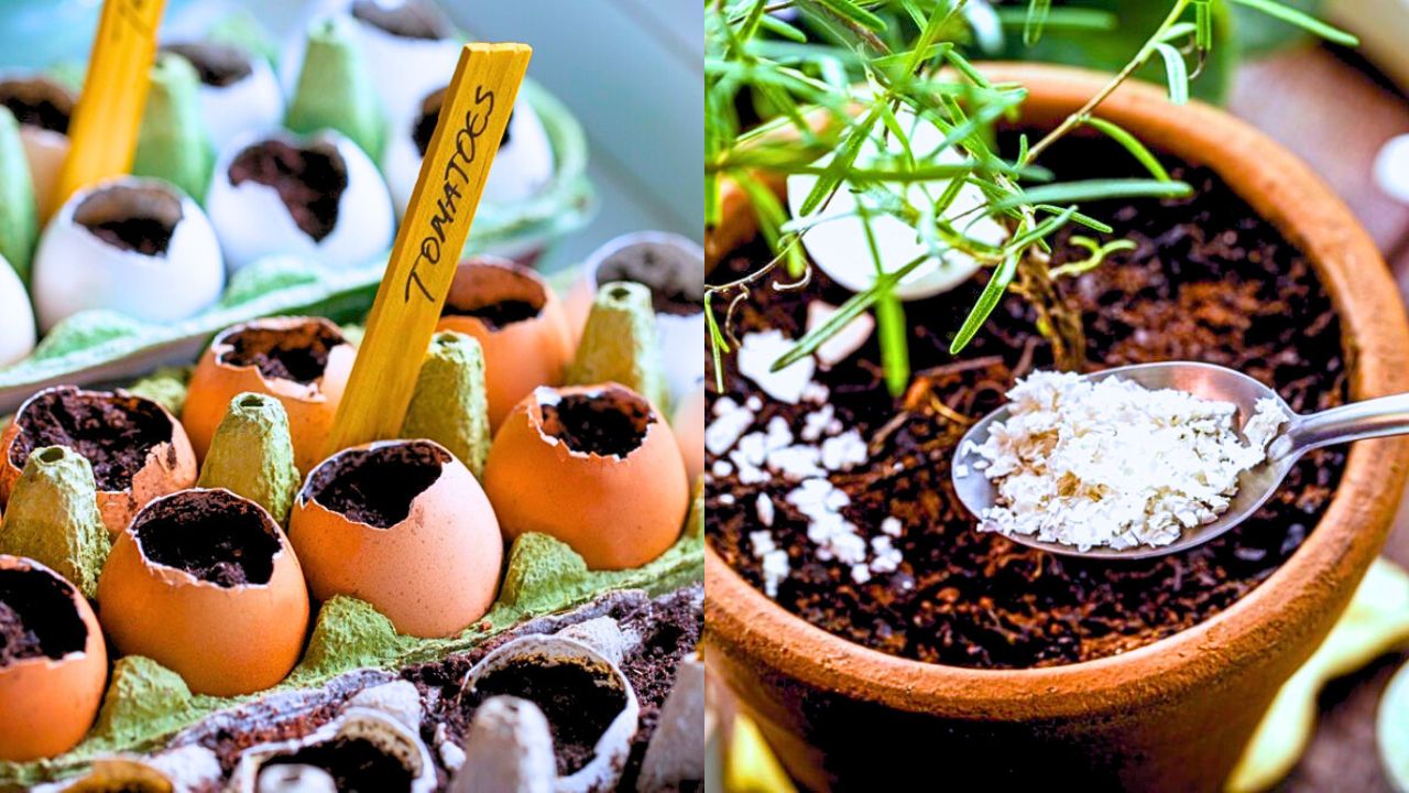 9 Ways To Use Eggshells In The Garden | Horticulture.co.uk