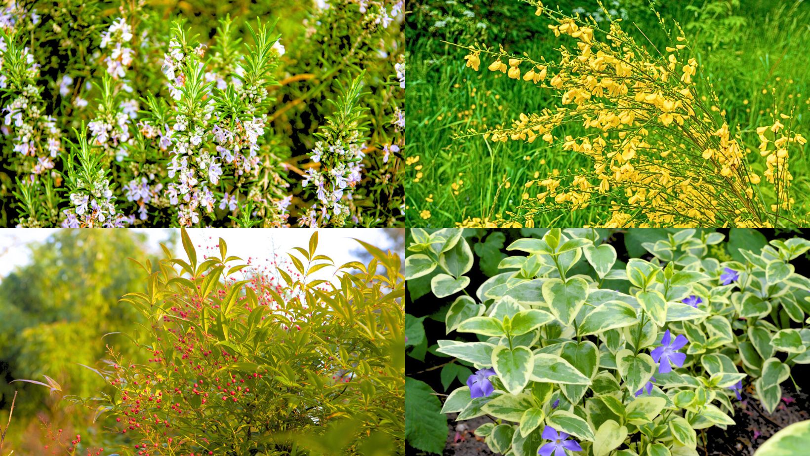 How Master Horticulturist Dan Ori Uses Low Growing Shrubs To "Knit His ...