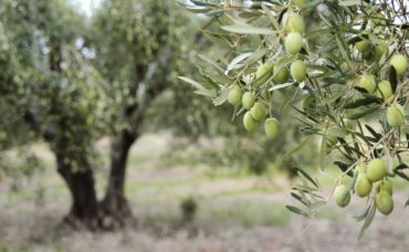 How To Plant And Grow An Olive Tree, In Collaboration With Paul And ...