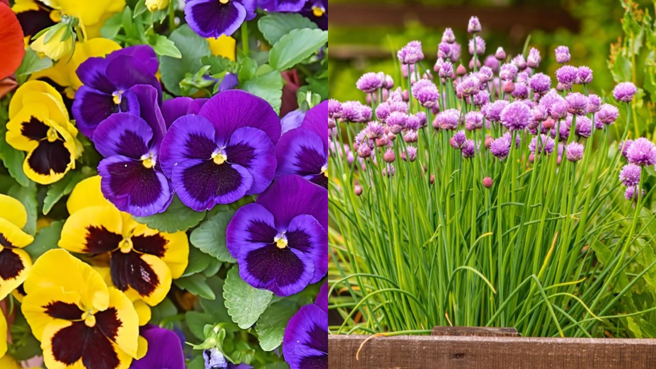 Growing In Shallow Soil? Try These 20 Plants Recommended By Master ...