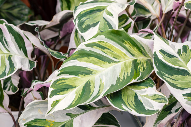 50 Plants With Variegated Foliage | Horticulture.co.uk