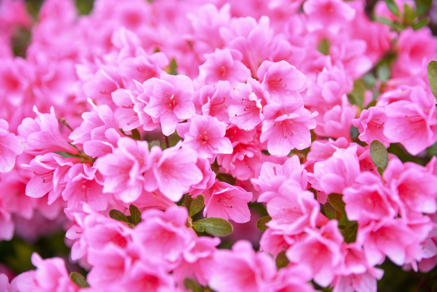 Transplanting Azalea: Here's How To Choose A Good Location To Lift And ...