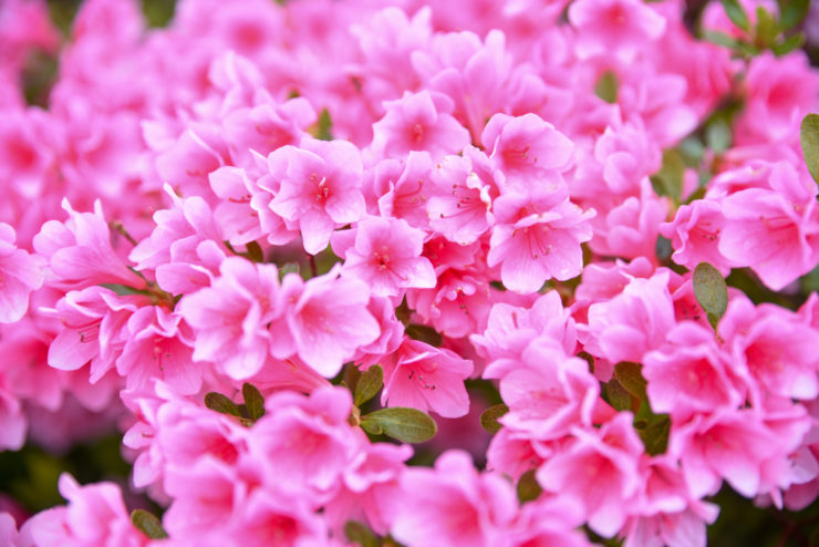 Transplanting Azalea: Here's How To Choose A Good Location To Lift And ...