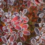 7 Common Azalea Growing Problems | Horticulture.co.uk