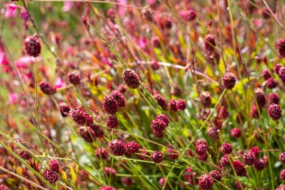 17 Drought-Tolerant Plants For Your Garden | Horticulture.co.uk