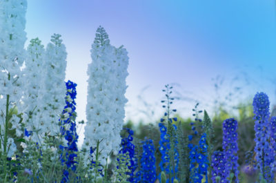 20 Delphinium Varieties To Grow | Horticulture.co.uk