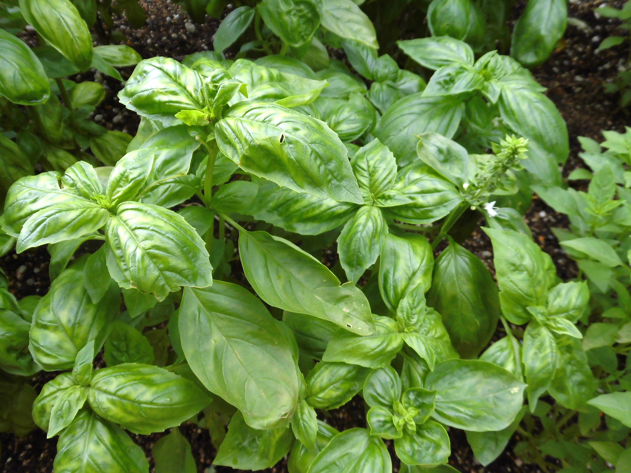 How To Propagate Basil From Cuttings | Horticulture.co.uk