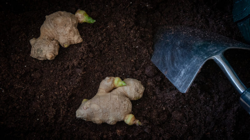 Why Getting Your Ginger Root To Sprout Before Planting Works Wonders ...
