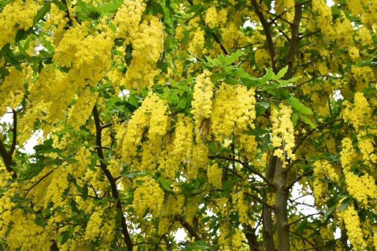6 Interesting Laburnum Tree Varieties | Horticulture.co.uk