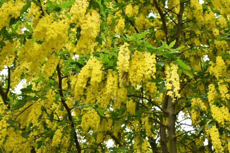6 Interesting Laburnum Tree Varieties | Horticulture.co.uk
