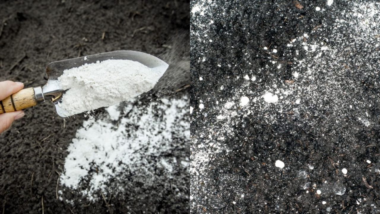 Lime Can Be Used To Reduce Soil Acidity, But How And When Should It Be ...