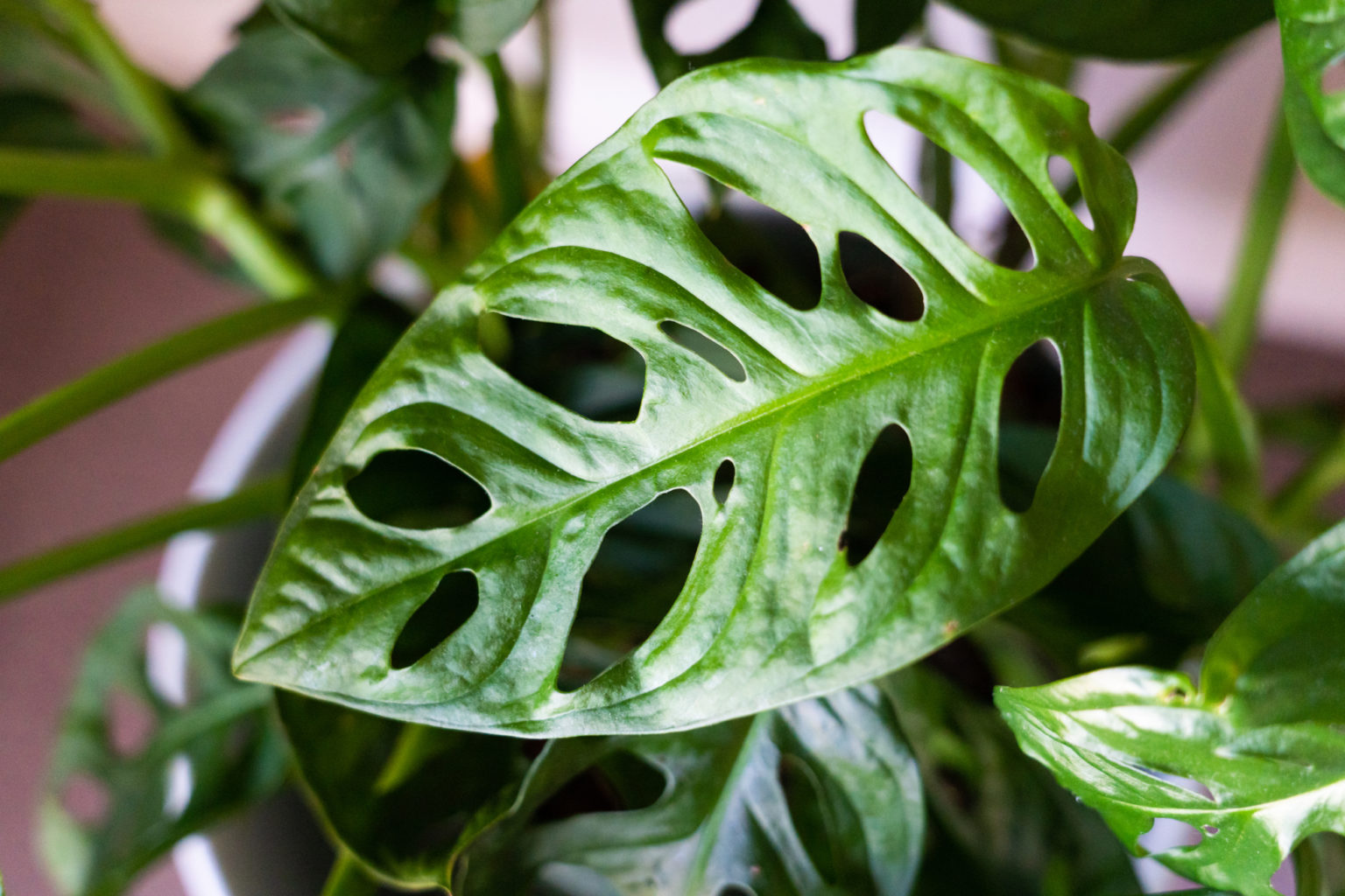 Roots Emerging From The Base Of Your Pot? Time To Repot Your Monstera ...