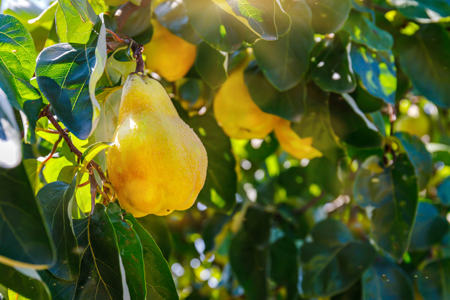How To Grow A Quince Fruit Tree | Horticulture Magazine