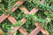 26 Trellis Plants For Expansive Growth | Horticulture.co.uk