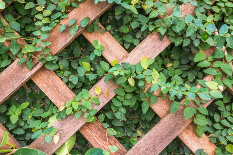26 Vigorous Climbing Plants And Vines That Are Well Suited To Trellis ...