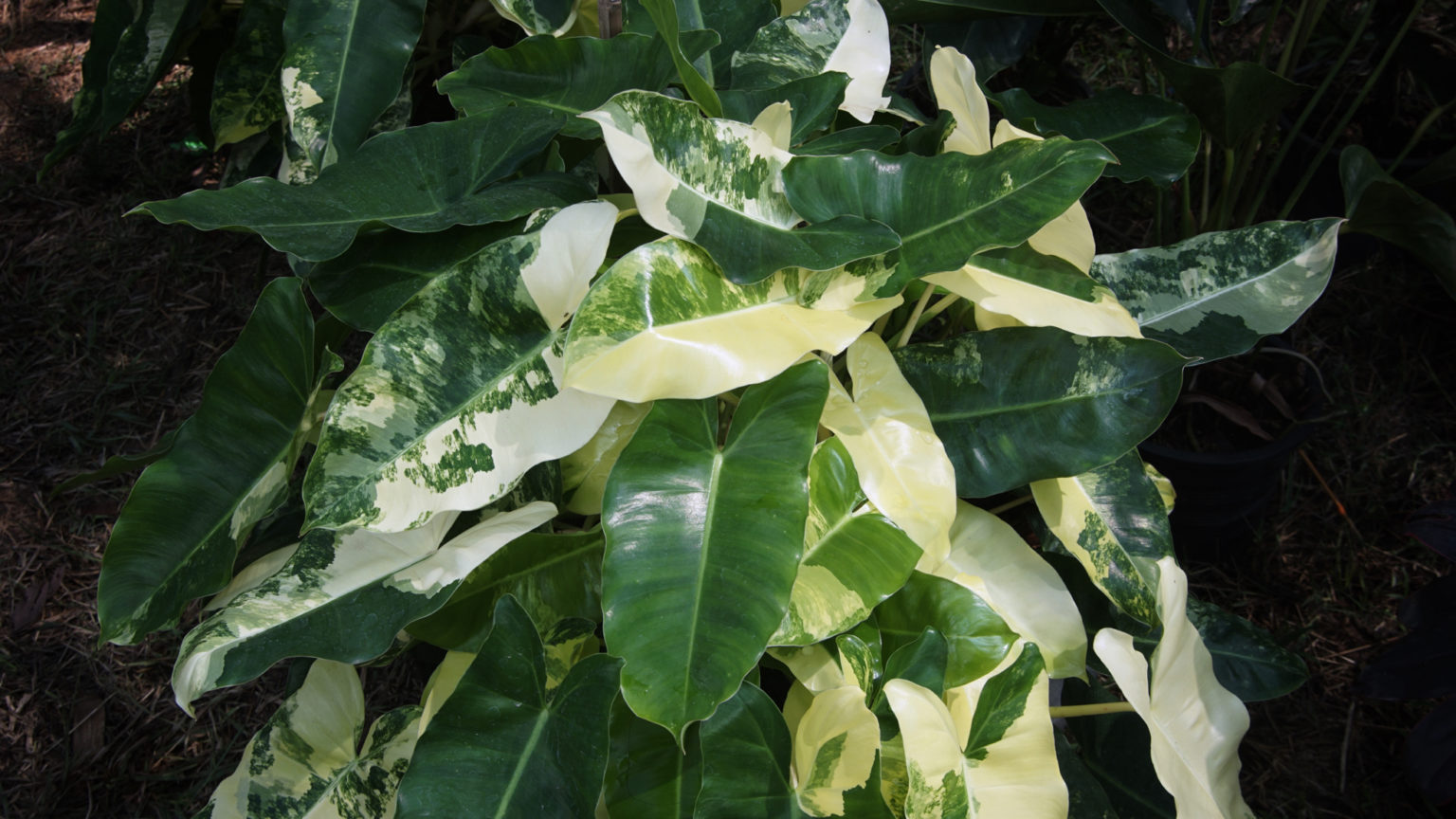 50 Plants With Variegated Foliage | Horticulture.co.uk